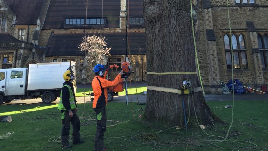 Tree Surgery Services in Surrey | Gristman Tree Surgery Ltd